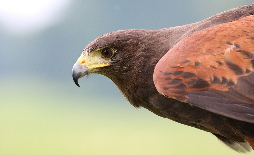 Swissquote: Hawkish pause? | Financial Investigator