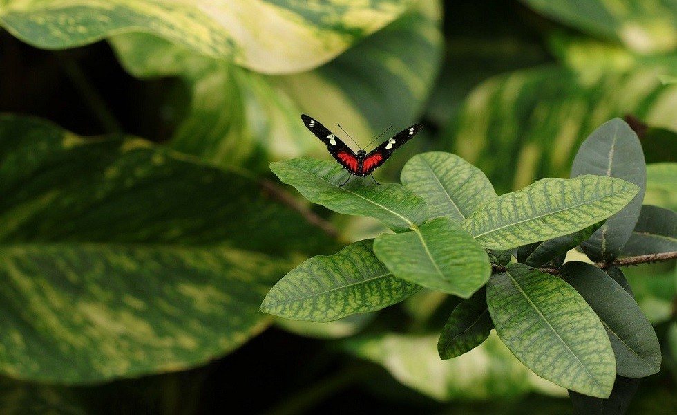 Ffb: International Day for Biological Diversity marked with 7 new ...